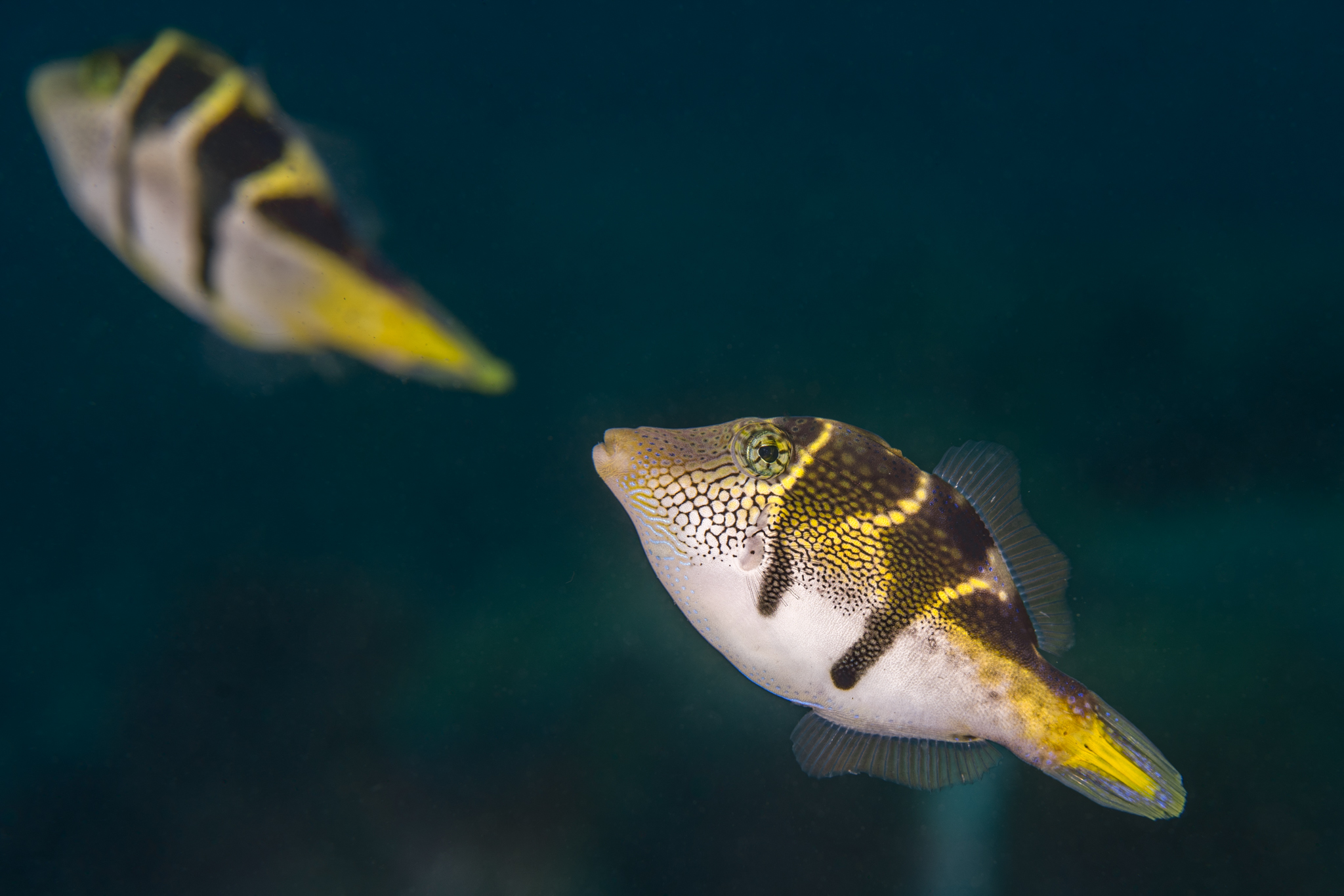 Ocean Investor Day 2023 | Katapult